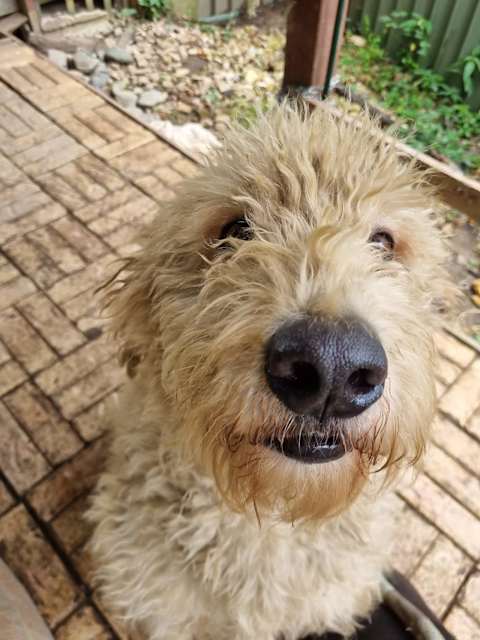Needing to rehome labradoodle | Dogs & Puppies | Gumtree Australia ...
