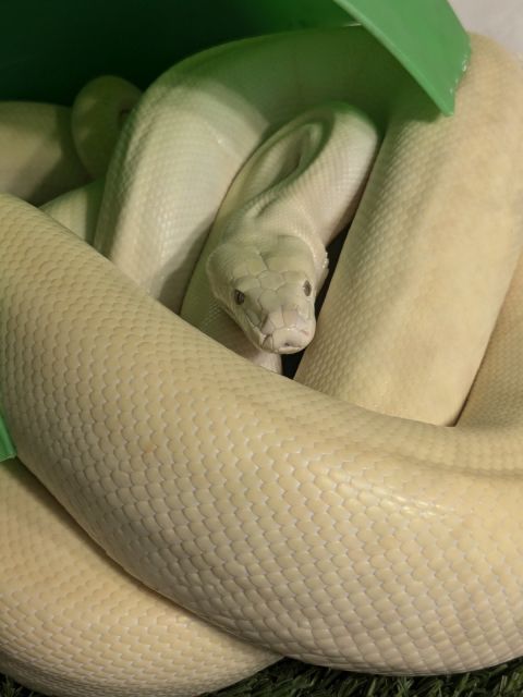 6YO M albino olive and 5YO F 100% het olive python pair plus enclosure ...