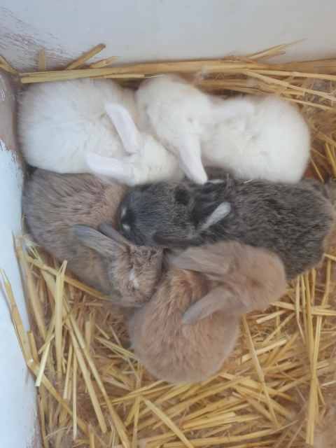 Pure-bred Mini Lop baby rabbits | Rabbits | Gumtree Australia Morphett ...