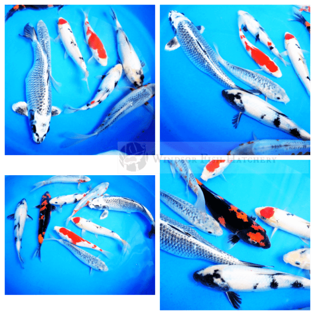 The koi fish in the photos are the exact fish you receive | Fish ...