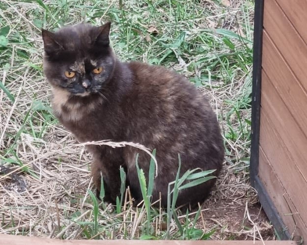 British Shorthair Cat -tortoiseshell female | Cats & Kittens | Gumtree ...