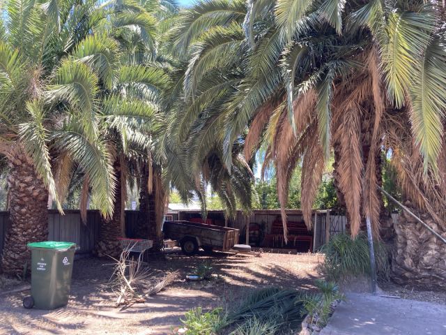 Palm tree for sale - Plants in Prospect SA | Gumtree Australia