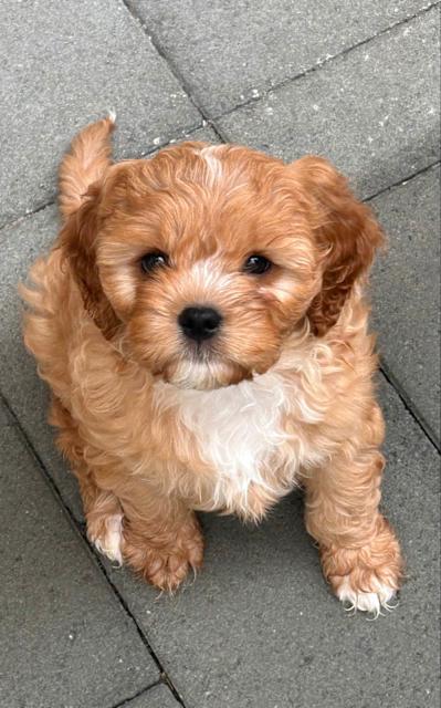 Cute Moodle Puppy looking for a new home (Maltese cross poodle) | Dogs ...