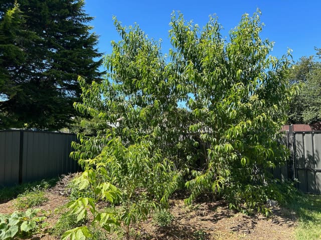 Fruit trees Instant orchard advance fruit trees potted Nectarine plum ...