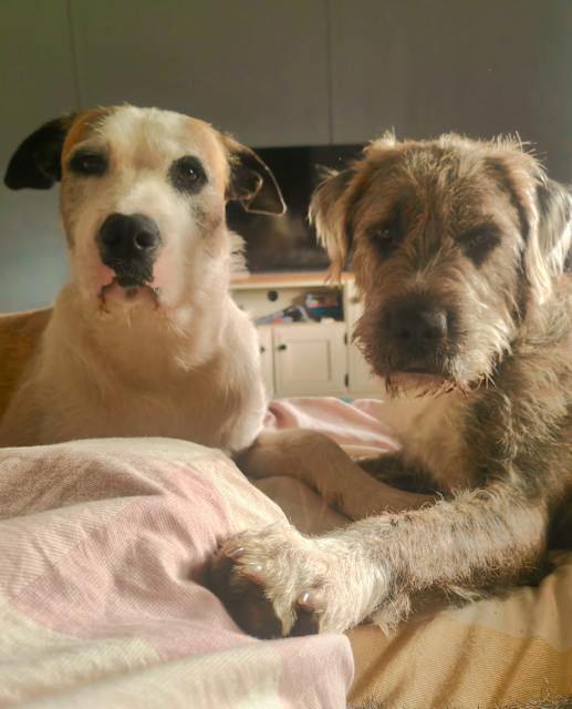 The Sweetest Pair You’ll Ever Meet – Buck & Pinto 🐾 | Dogs & Puppies ...