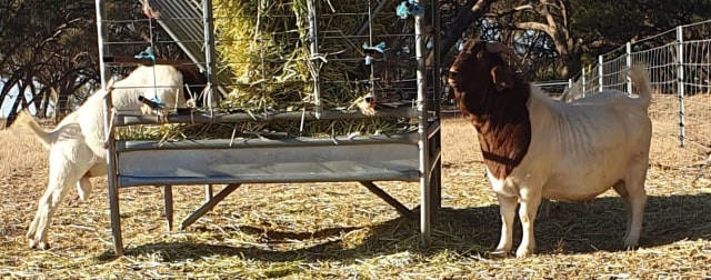 Pure Boer Goat Bucks | Livestock | Gumtree Australia Clare Area ...