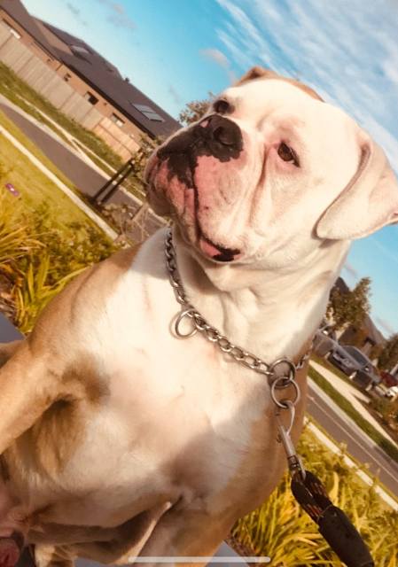 Purebred Johnson American Bulldog. FREE to Good Forever Home. | Dogs ...