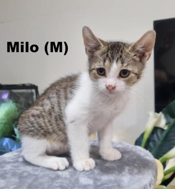 Milo Rescue Male Kitten | Cats & Kittens | Gumtree Australia Marion ...