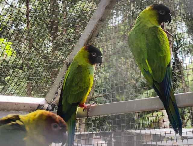 Conure/Ringneck/Quaker/Eclectus/Moustache/Plum Head | Birds | Gumtree ...