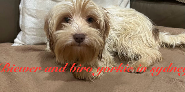 Biro Yorkshire terrier | Dogs & Puppies | Gumtree Australia Blacktown ...