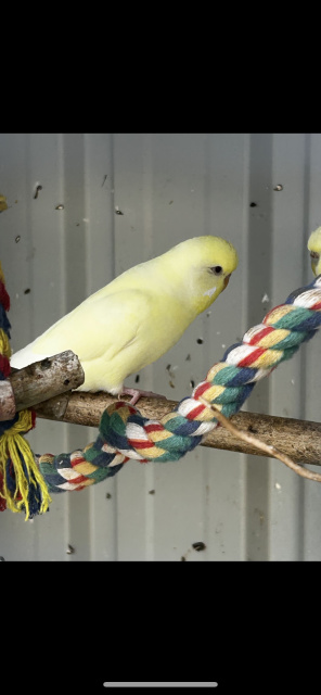Young budgies | Birds | Gumtree Australia Wanneroo Area - Ridgewood ...