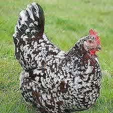 Chicks & Pullets - Speckled, Lavender, Buff & Reverse Buff | Livestock ...