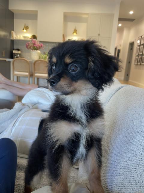 Beautiful Cavapom Puppy Pomeranian x Cavalier | Dogs & Puppies ...