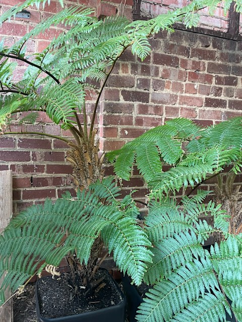 Beautiful mature tree ferns (with our without pots) - Plants in ...