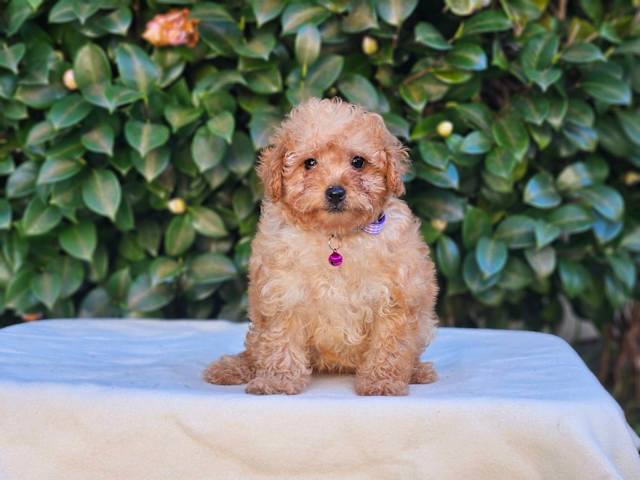 Quality Teacup Cavoodle Puppies🐶 Ready now | Dogs & Puppies | Gumtree ...