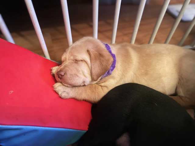 Assistance raised Fully Health tested Curly Labrador Retriever Puppies ...