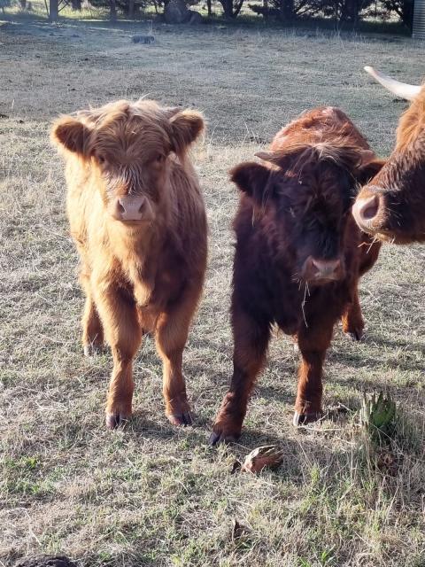 Highland Cattle Heifers and Cow | Livestock | Gumtree Australia Macedon ...
