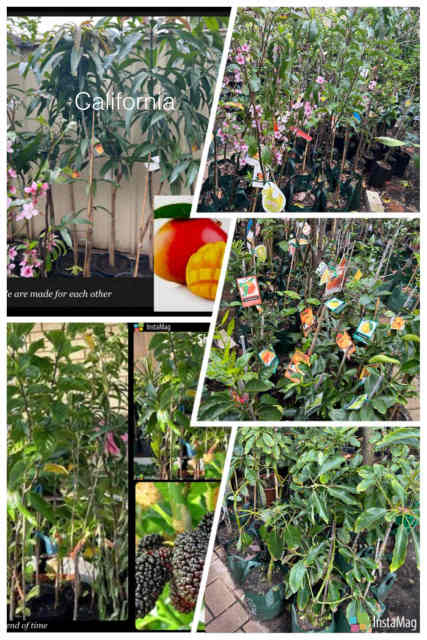Established fruit trees - Plants in South Lake WA | Gumtree Australia