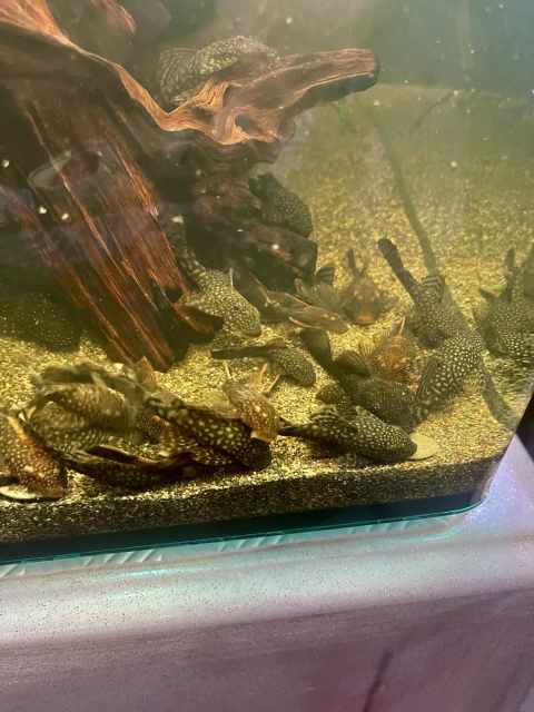 Common and Calico Bristlenose Catfish Pairs | Fish | Gumtree Australia ...