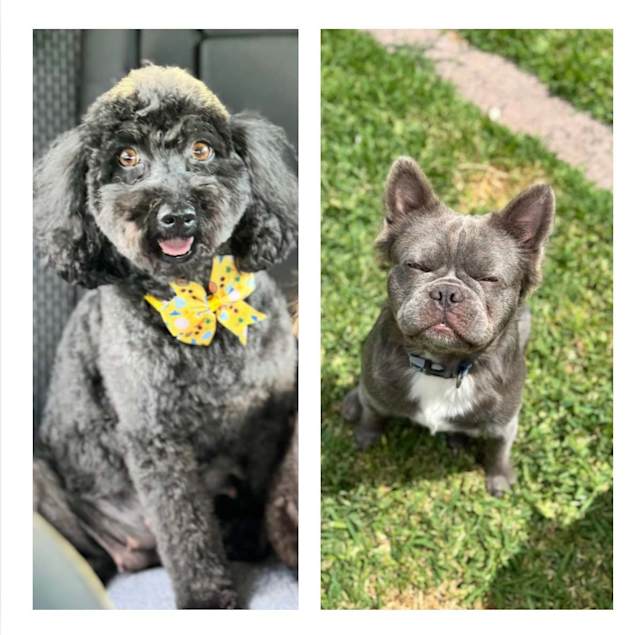 Froodles Frenchie X mini poodle | Dogs & Puppies | Gumtree Australia ...