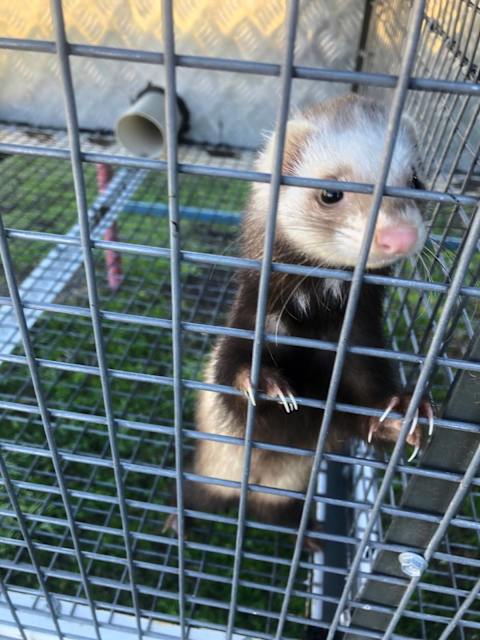 Ferret for sale | Other Pets | Gumtree Australia Bathurst City ...