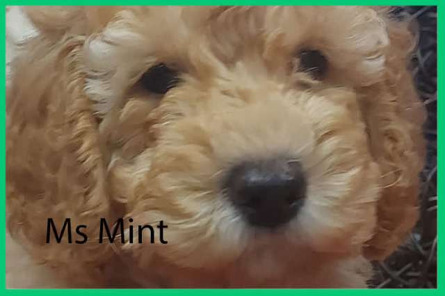 Mini Groodle Female - 11kg ADULT weight READY now | Dogs & Puppies ...