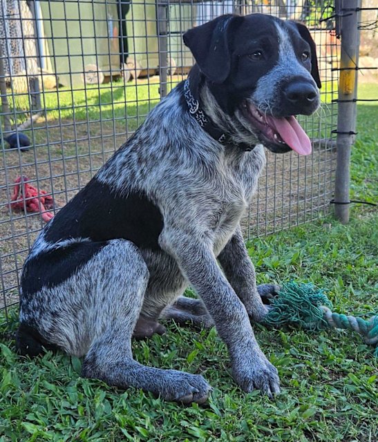 CATTLE DOG PUPPY -STUMPY TAIL MALE | Dogs & Puppies | Gumtree Australia ...