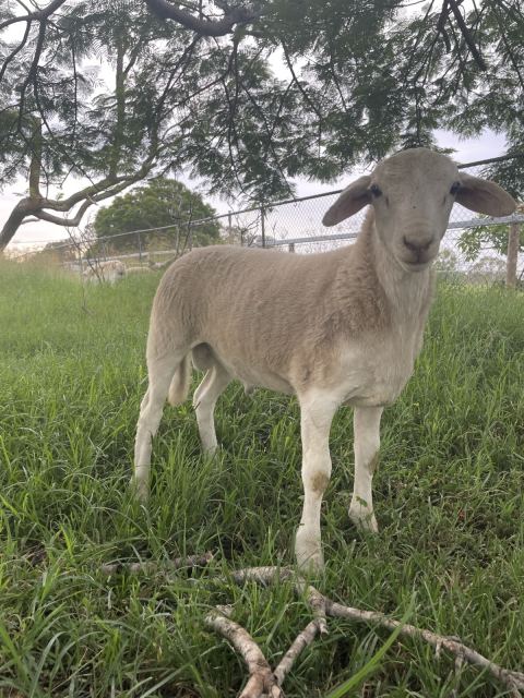 Aussie White Ram Lamb | Livestock | Gumtree Australia Ipswich South ...