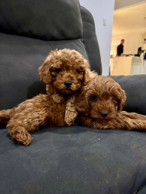 Dark Red Gorgeous Cavoodle Puppies READY TO GO father DNA tested | Dogs ...