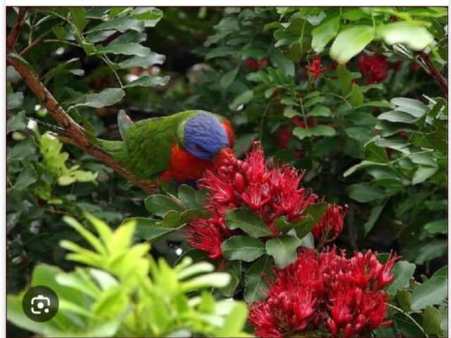 Schotia drunken parrot trees | Plants | Gumtree Australia Gold Coast ...