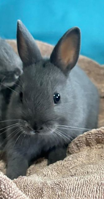 Netherland Dwarf Rabbits | Rabbits | Gumtree Australia Goulburn City ...