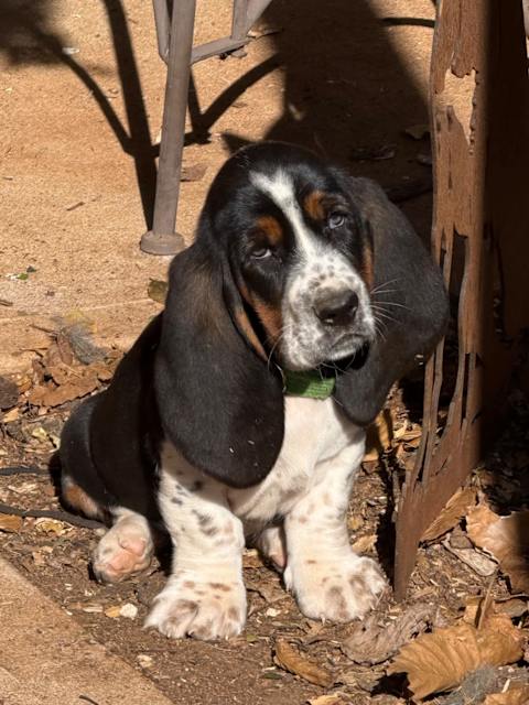 Purebred Basset Hound Puppies | Dogs & Puppies | Gumtree Australia ...