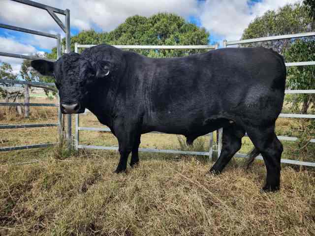 Angus Bull | Livestock | Gumtree Australia Toowoomba Surrounds ...