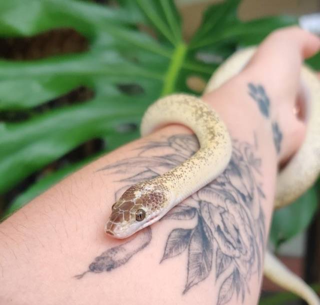 Marble Childrens Python | Reptiles & Amphibians | Gumtree Australia ...