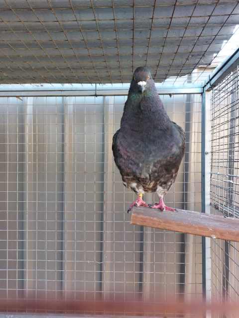 Aviary and king pigeons | Birds | Gumtree Australia Darebin Area ...
