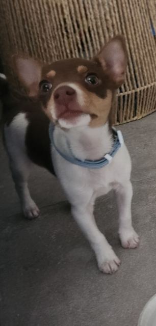 Tiny Terrier Pup | Dogs & Puppies | Gumtree Australia Perth City Area ...