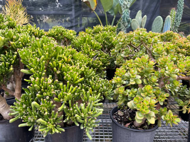 Crassula Ovata Red Edge & Gollum Advanced Growth - Plants in Crystal ...