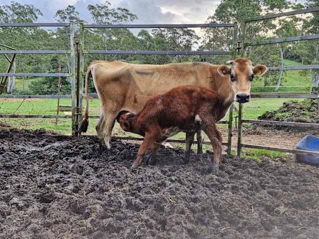 foster cow with calf | Livestock | Gumtree Australia Gympie Area ...