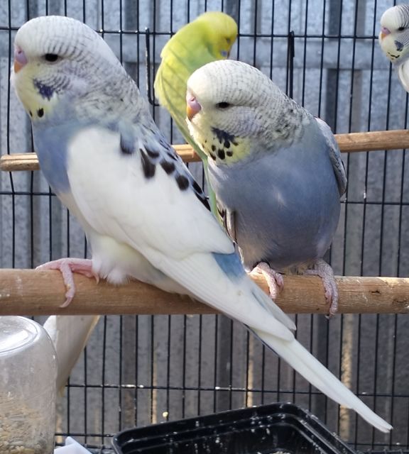 gorgeous baby budgies. | Birds | Gumtree Australia Frankston Area ...