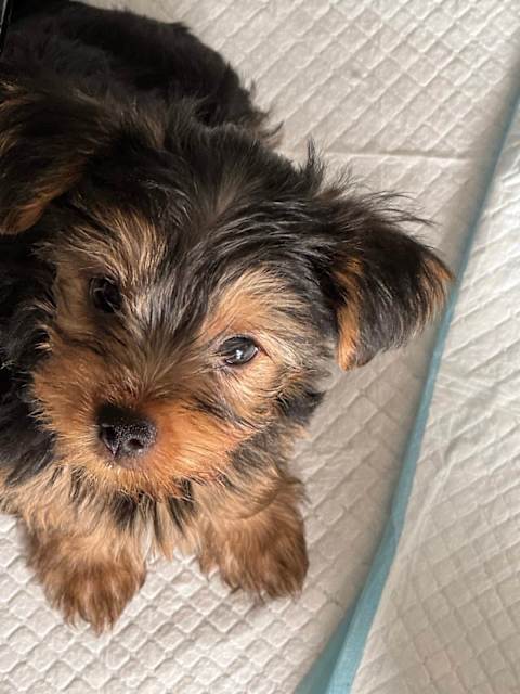 Yorkshire Terrier Pure-bred Mini Male Puppy | Dogs & Puppies | Gumtree ...