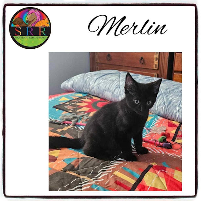 Merlin - Soquilichi Rescue Ranch | Cats & Kittens | Gumtree Australia ...