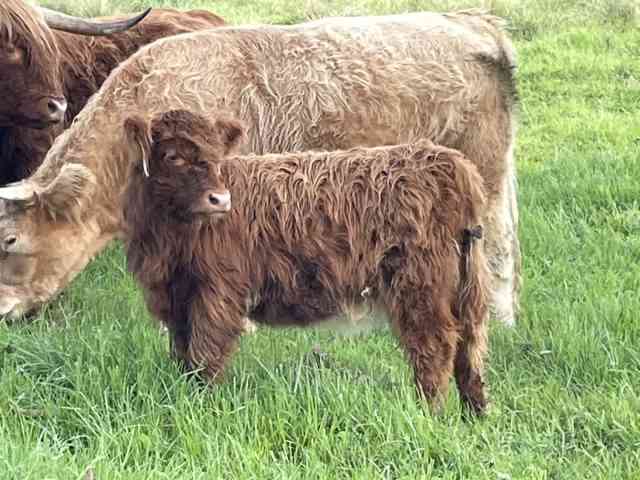 Highland Cattle | Livestock | Gumtree Australia Bega Valley - Bega ...