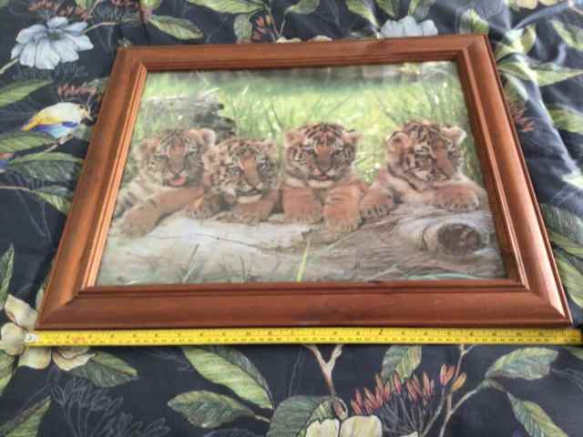Framed print of tiger cubs | Picture Frames | Gumtree Australia Cairns ...