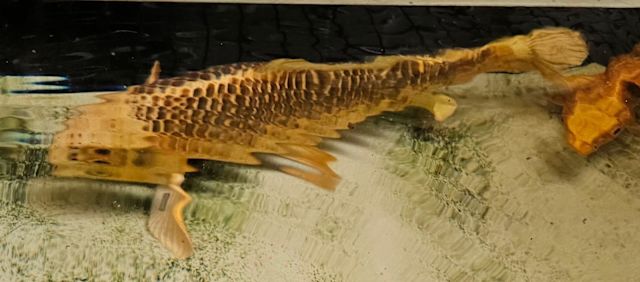 KOI FISH XL | Fish | Gumtree Australia Kalamunda Area - Wattle Grove ...