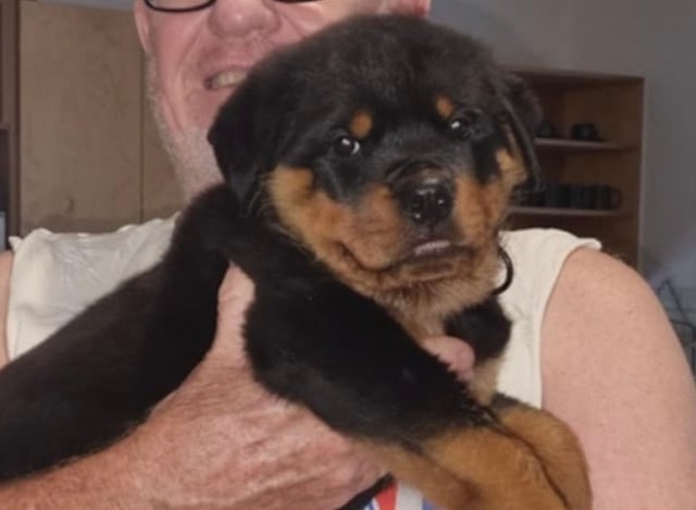 Rottweiler Puppies Natural Bobtails Males only | Dogs & Puppies ...