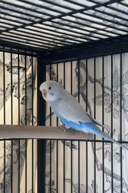 Young budgie | Birds | Gumtree Australia Parramatta Area - Merrylands ...