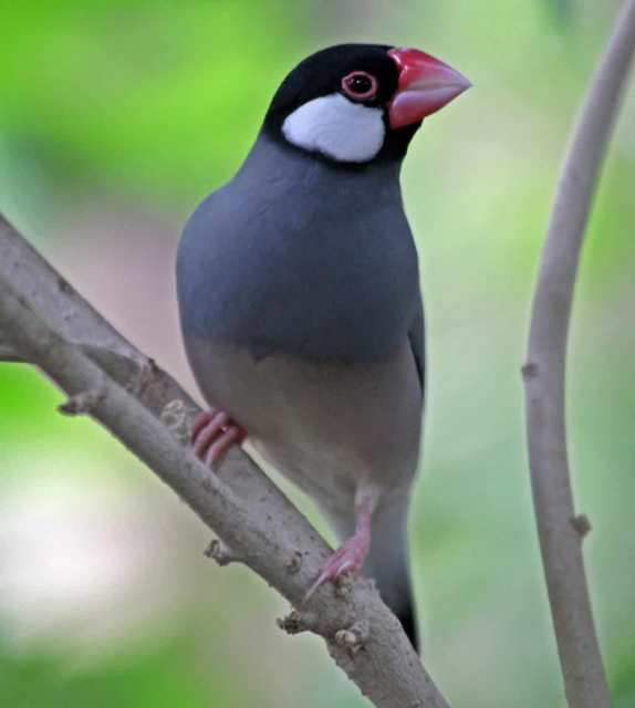 King Quails Java Finch Sparrow & nest boxes for all size birds from $5 ...