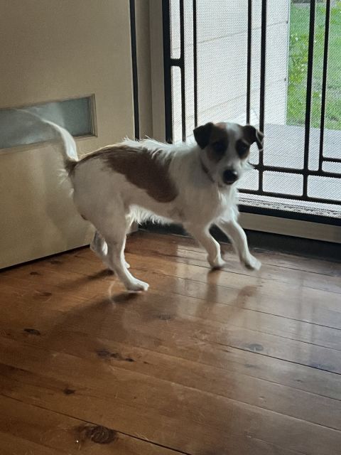 Jack Russell 1 yr old | Dogs & Puppies | Gumtree Australia Blacktown ...