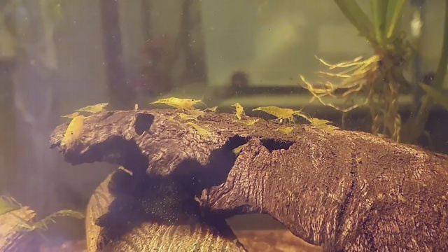 Cherry shrimp Red Yellow Blue Black Choko Bloody Mary | Fish | Gumtree ...