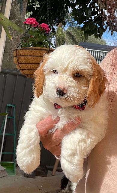 Cavoodle puppy. beautiful Blenheim boy. Born 24/ 27/3 | Dogs & Puppies ...